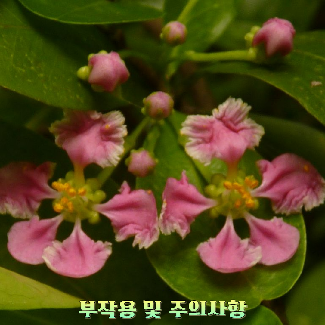 아세로라 효능 영양성분 먹는방법 부작용