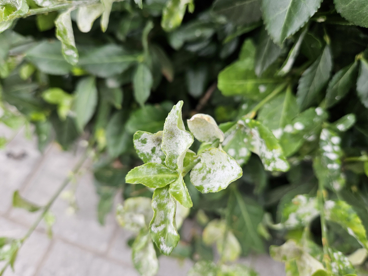 사철나무 흰가루병 (Powdery mildew of euonymus)