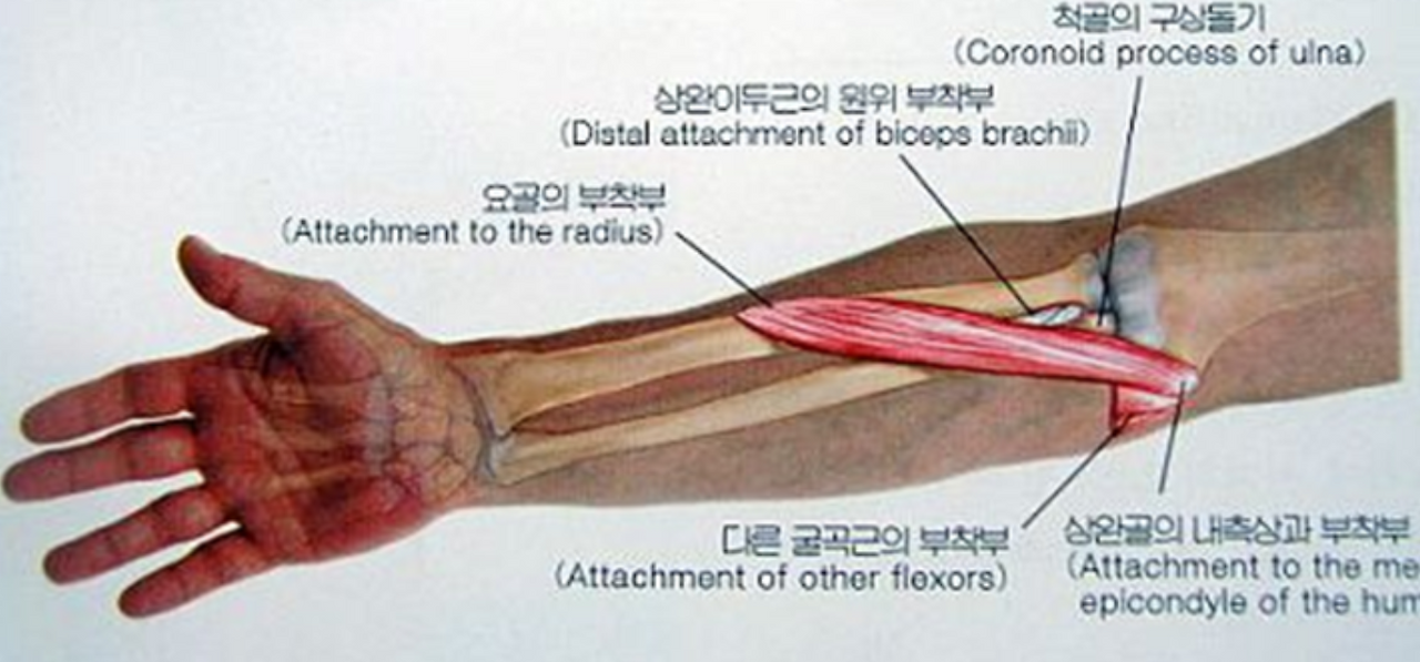 원회내근pronator Teres의 구조 골퍼스 엘보 예방 및 치료 운동