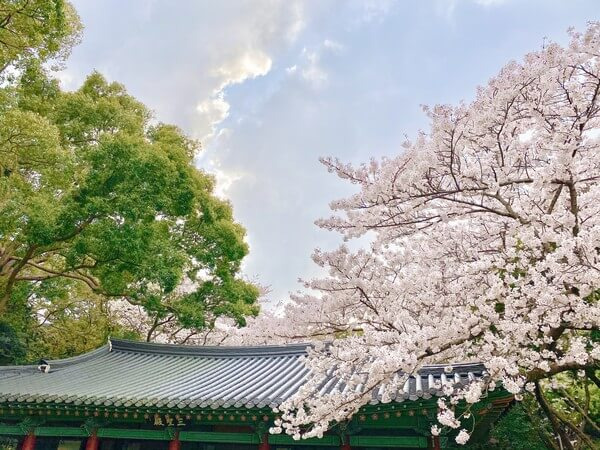 제주도 벚꽃 명소 베스트 5 벚꽃시기 만개시기 맛집 벚꽃길 드라이브 코스