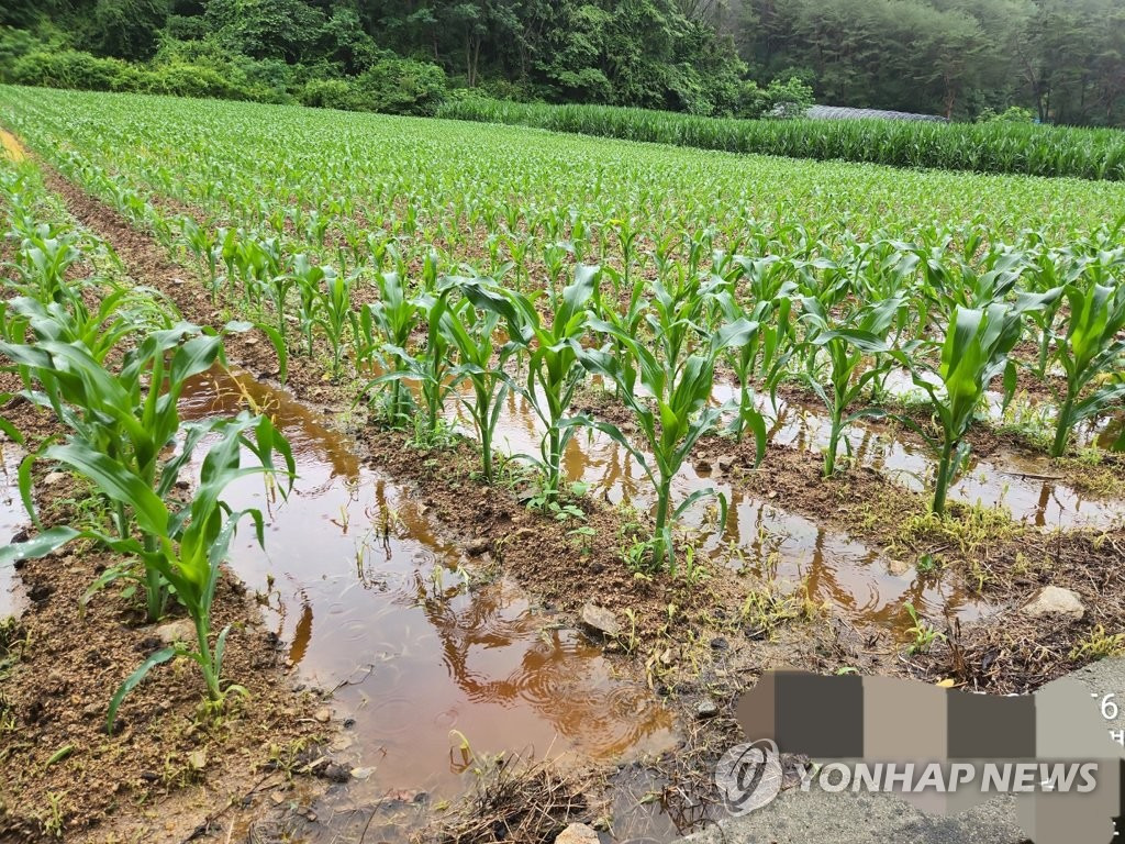 연합뉴스 비 오면 염소 분뇨 줄줄시골 주민들 20년 먹었다 분노