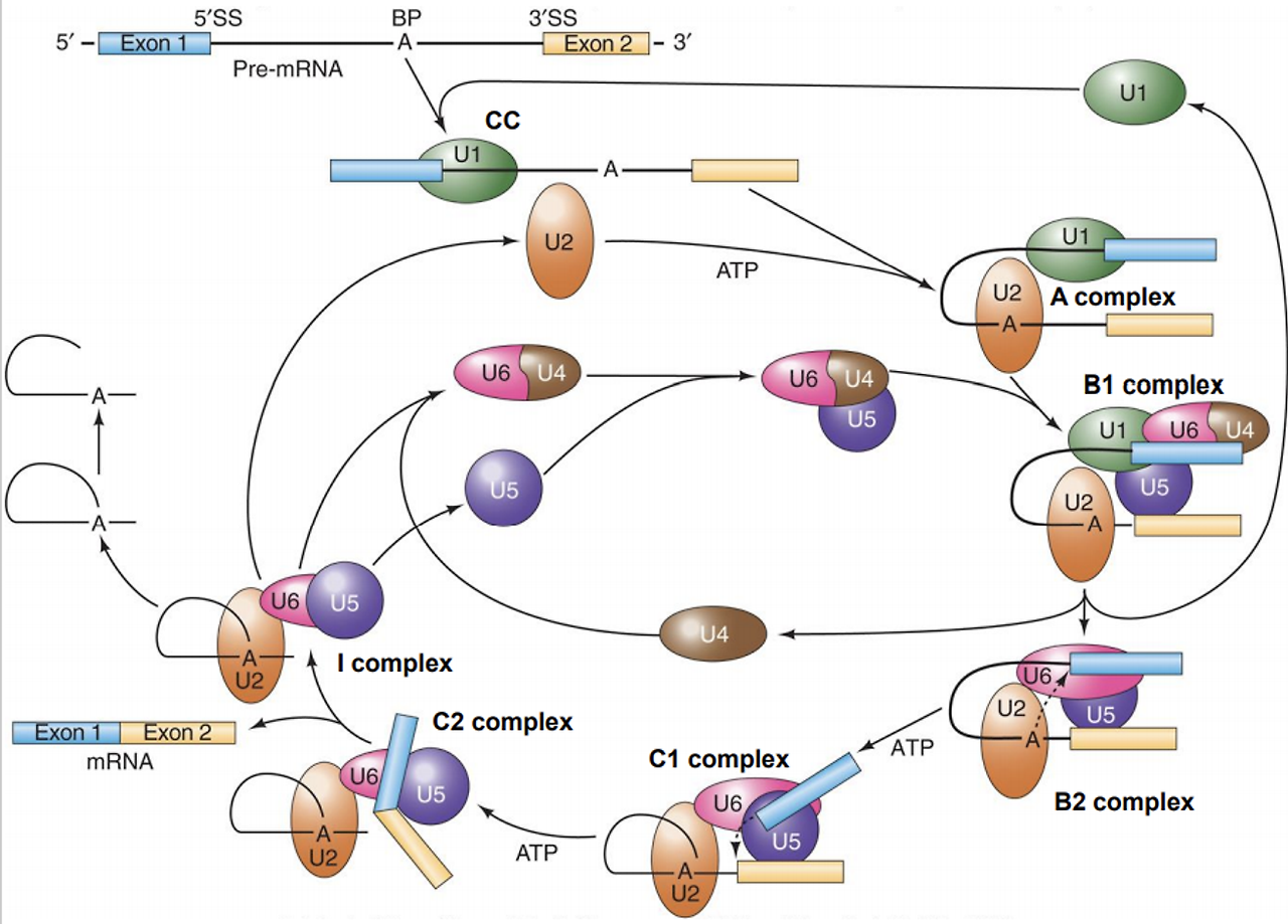 [분자생물학] 14.4 : spliceosome cycle