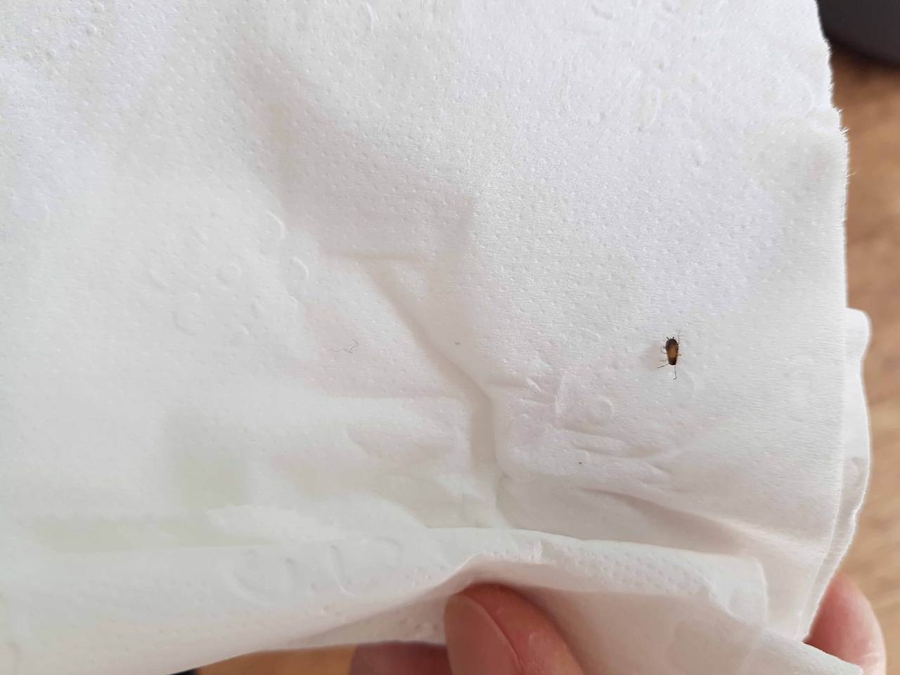 새로 이사한 집에 바퀴벌레 발견 세스코 내돈내산 후기 세스코 무료 방문 견적ㅣ가정집 바퀴 해충 케어 한달 비용 가격