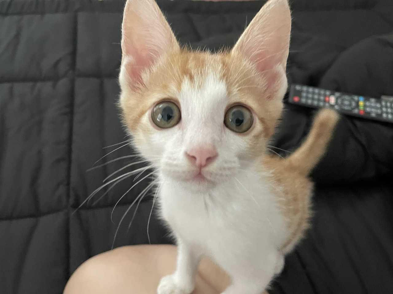 길고양이 길들이기 코리안 숏헤어 치즈태비 성격 알려드려요 메이들린의 작은 오두막집