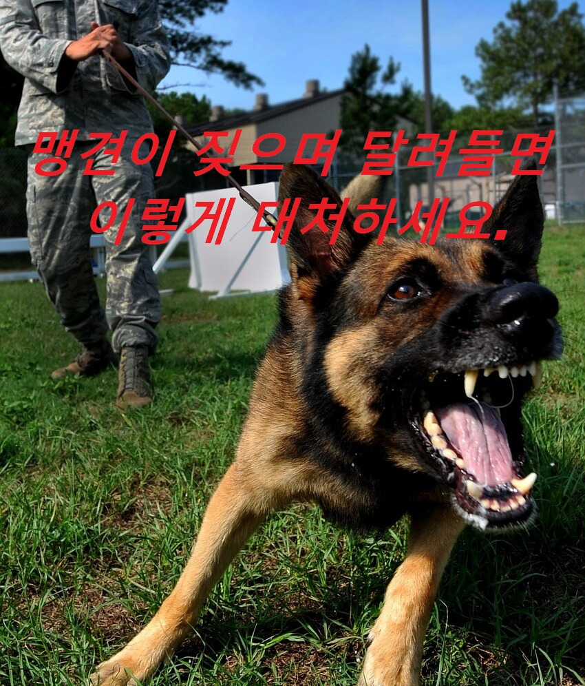 맹견이 짖으며 달려들면 이렇게 대처하세요