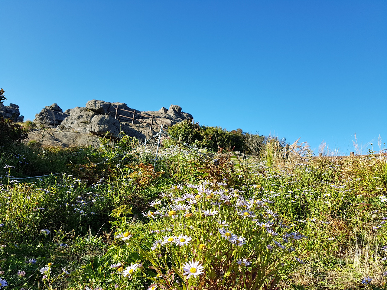 연하선경 연하선경 촛대봉 가을 촛대봉 쑥부쟁이
