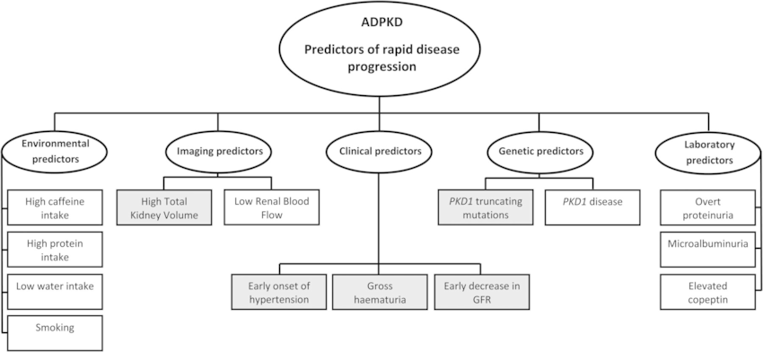 보통염색체우성 다낭콩팥병 상염색체우성 다낭성 콩팥병 Adpkd 3 진단 임상진단 고위험군 예측