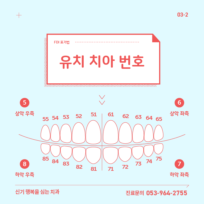 치아종류 치아번호 치아이름 성인치아개수 등 치아 기초 지식 신기행복을심는치과 건강정보