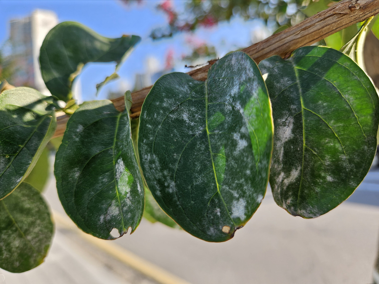 배롱나무 흰가루병 (Powdery mildew of crape myrtle)