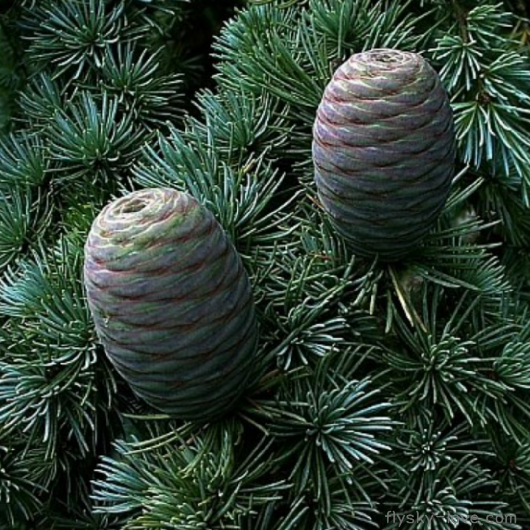 시더우드 (Cedarwood), 시더우드 오일 효능 활용법 및 주의사항