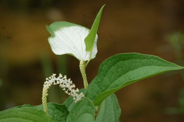 삼백초 효능 및 부작용 먹는법