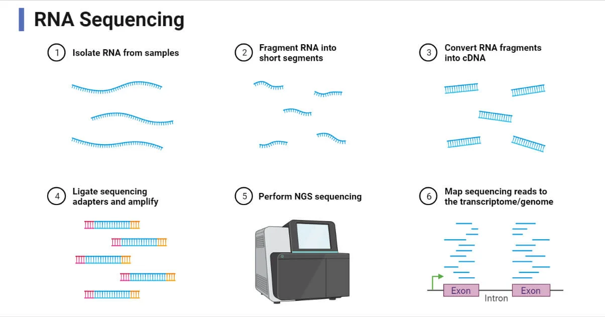 NGS (Next Generation Sequencing)의 개념, 원리, 방법, 적용 분야