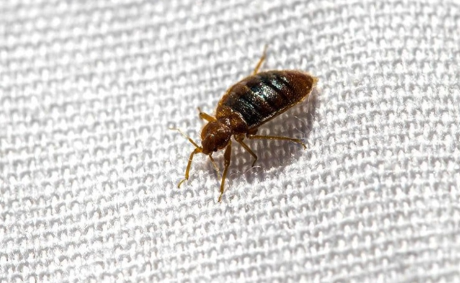 유럽여행 중 빈대 Bed Bug에 물렸던 사연