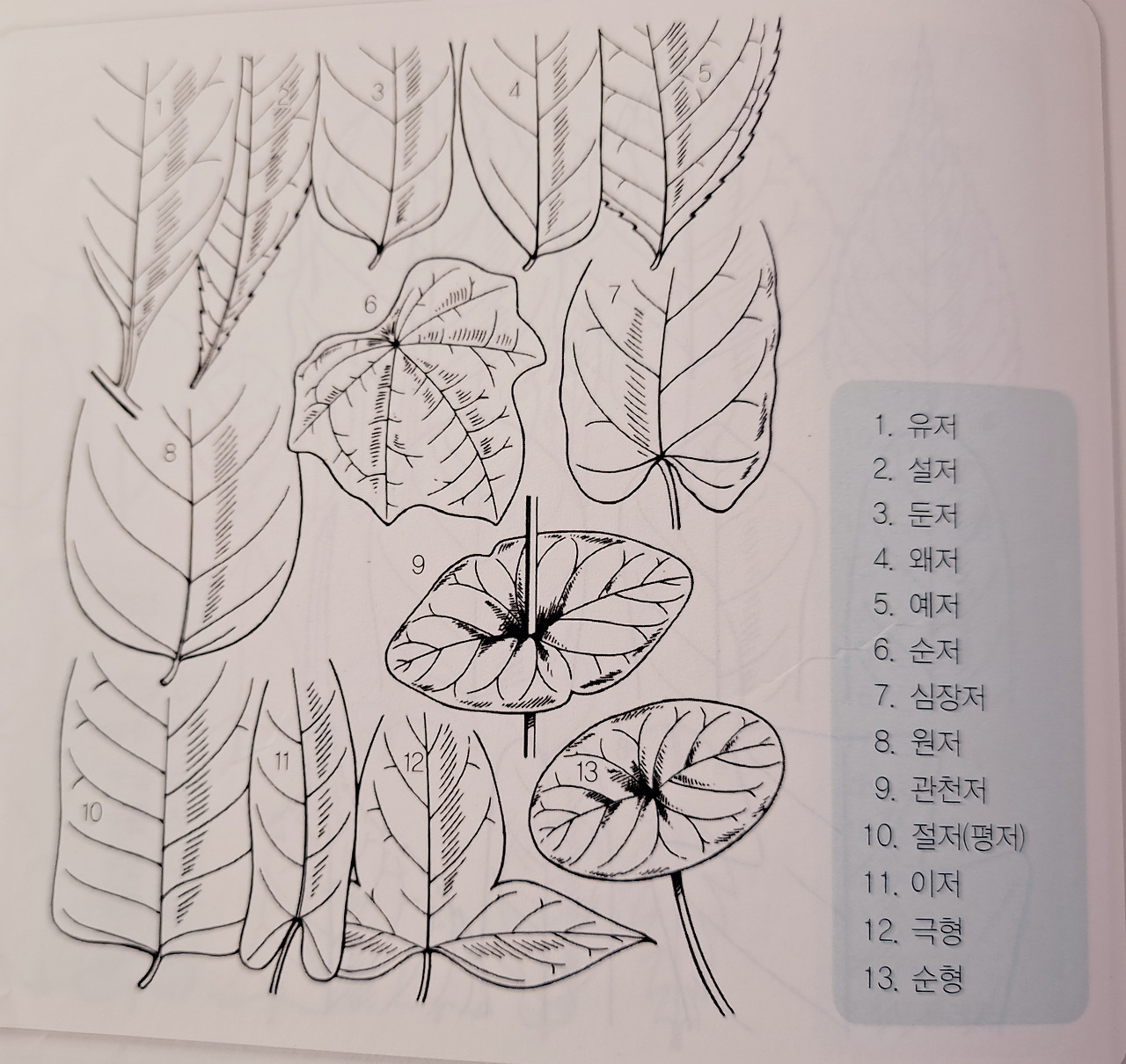 피자식물의 잎의 구조 상세 그림 잎의 배열 잎 가장자리 잎 모양 잎 끝 모양 잎 밑 모양 복엽 종류 등에 따른 구분