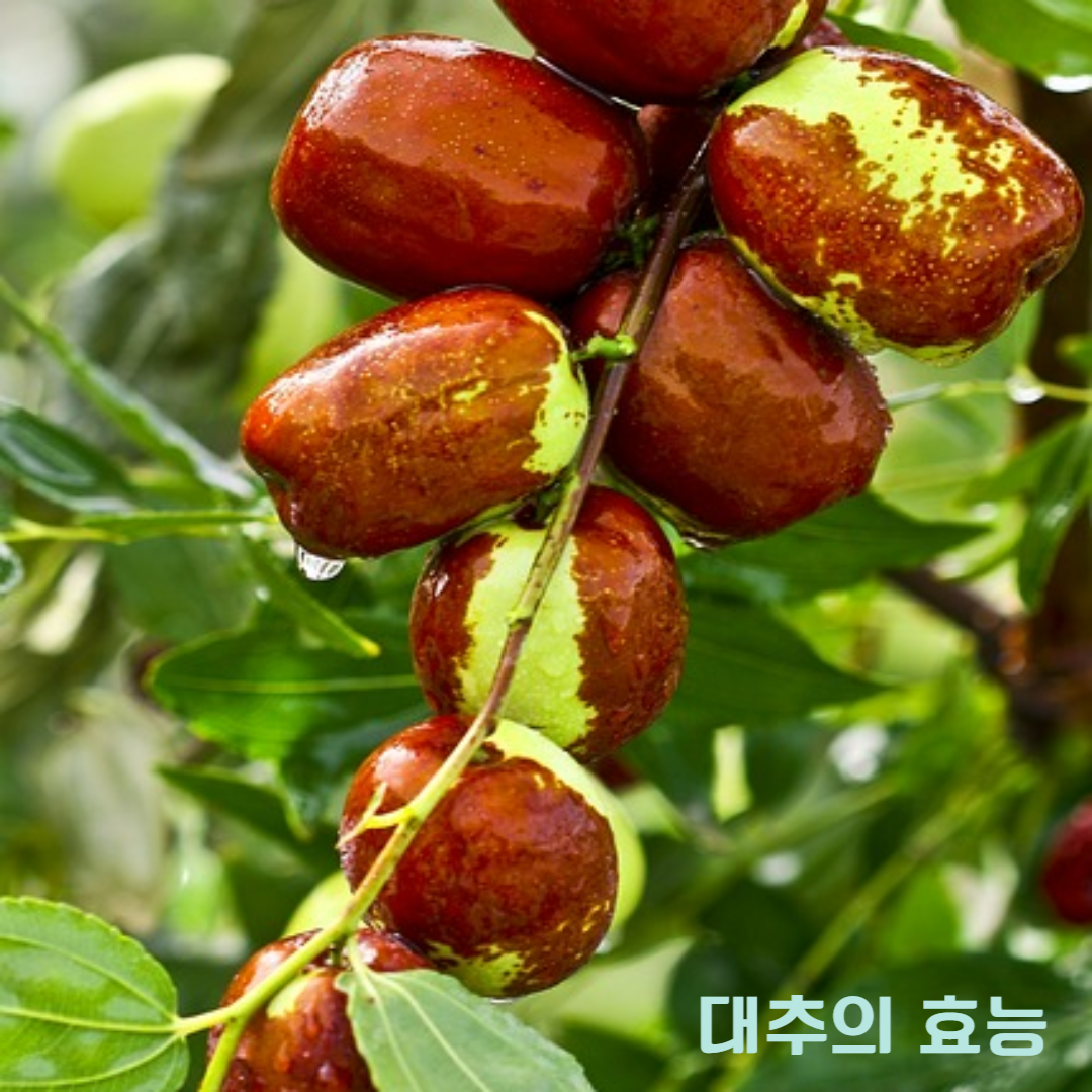 대추의 효능 부작용