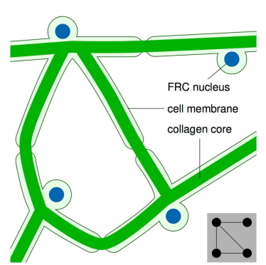 The Reticular Cell Network: A Robust Backbone for Immune Responses