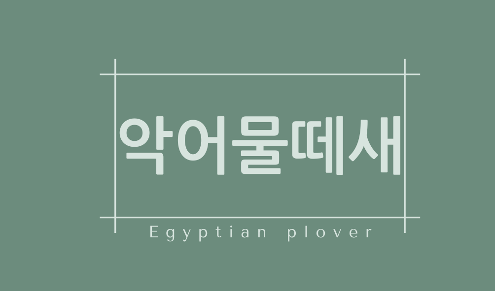 악어물떼새egyptian Plover 특징서식지종류천적수명몸무게꿈해몽