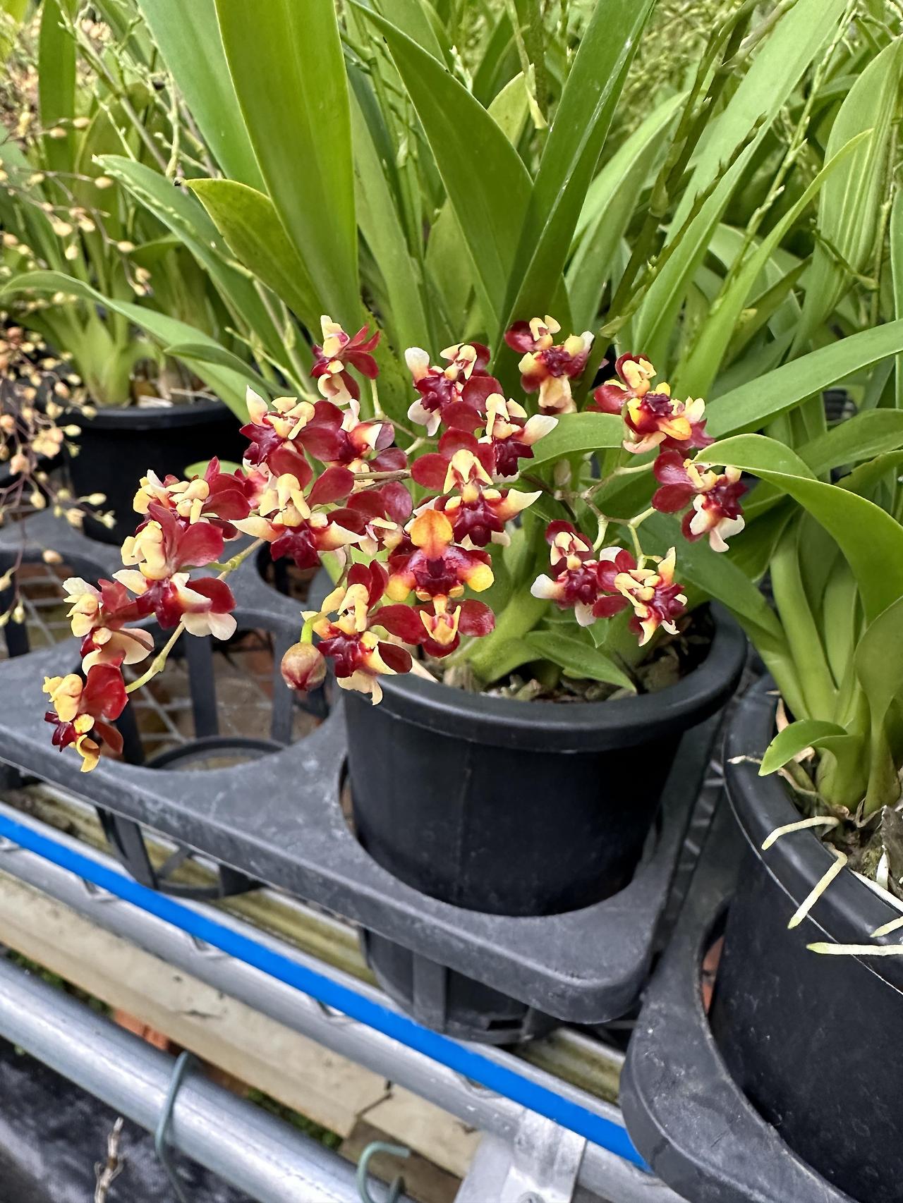 온시디움 골드 더스트 치앙티 하비비(Oncidium Gold Dust 'Chian-Tzy Habibi'