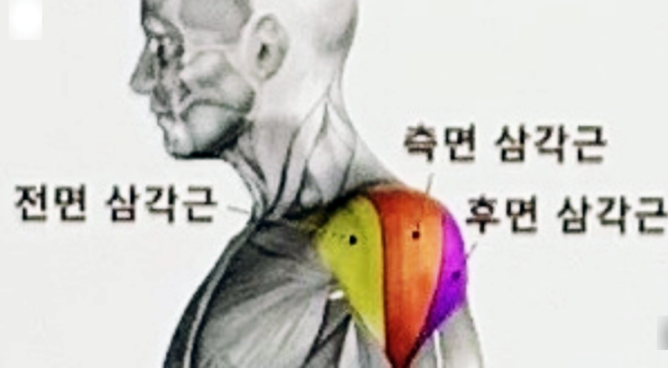 사이드레터럴레이즈 매일 하면 어깨근육 성장에 효과적인가