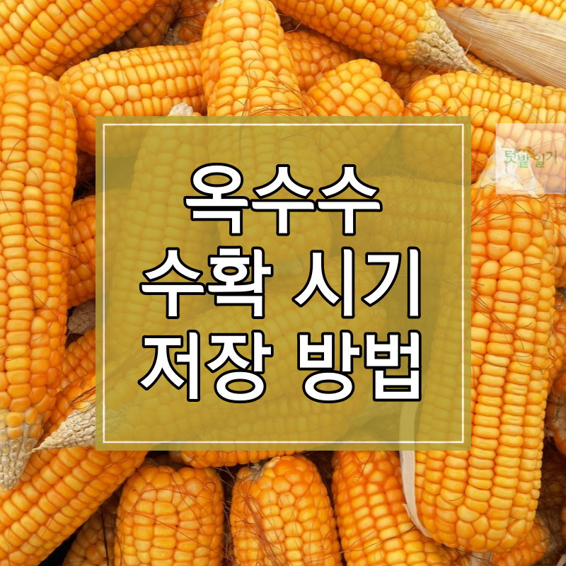 2023년 옥수수 수확시기 및 수확방법 저장방법 알아보기