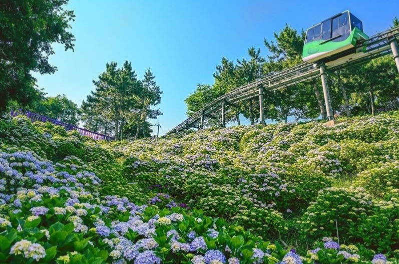 울산 고래문화마을 장생포 수국축제 2025 일정·입장료·포토존까지 총정리