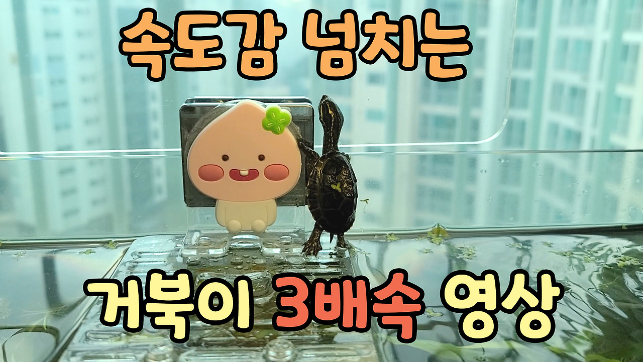 속도감 넘치는 거북이 3배속 영상 ㅣ 커먼머스크