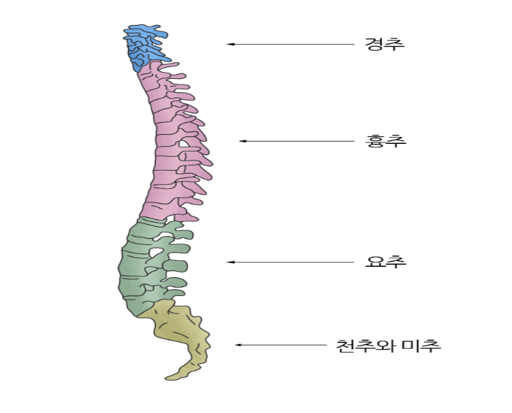 건강검진 경추 요추 차이 정리