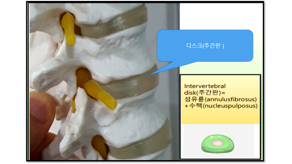 기초 해부학 척추spine의 구조와 기능 그리고 척추 커브