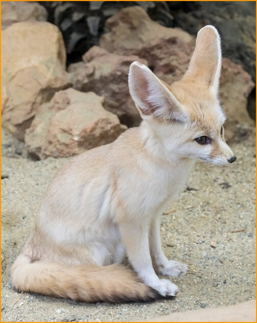 사막여우fennec Fox 특징 및 습성 사막여우에 대해서 알아보기