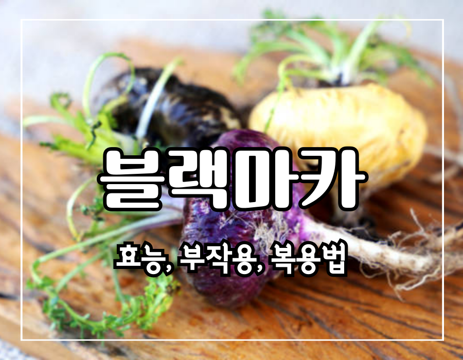 블랙마카 효능 10가지 및 복용법 및 부작용