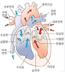 심실내 전도장애 (Intraventricular Conduction Delay, IVCD)란? 종류, 원인, 증상, 치료 및 방법