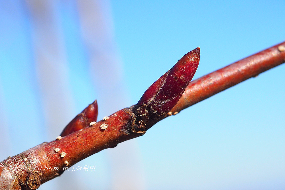 덤불오리나무(자작나무과 오리나무속) 동아 Alnus alnobetula (Ehrh.) K.Koch subsp. fruticosa ...