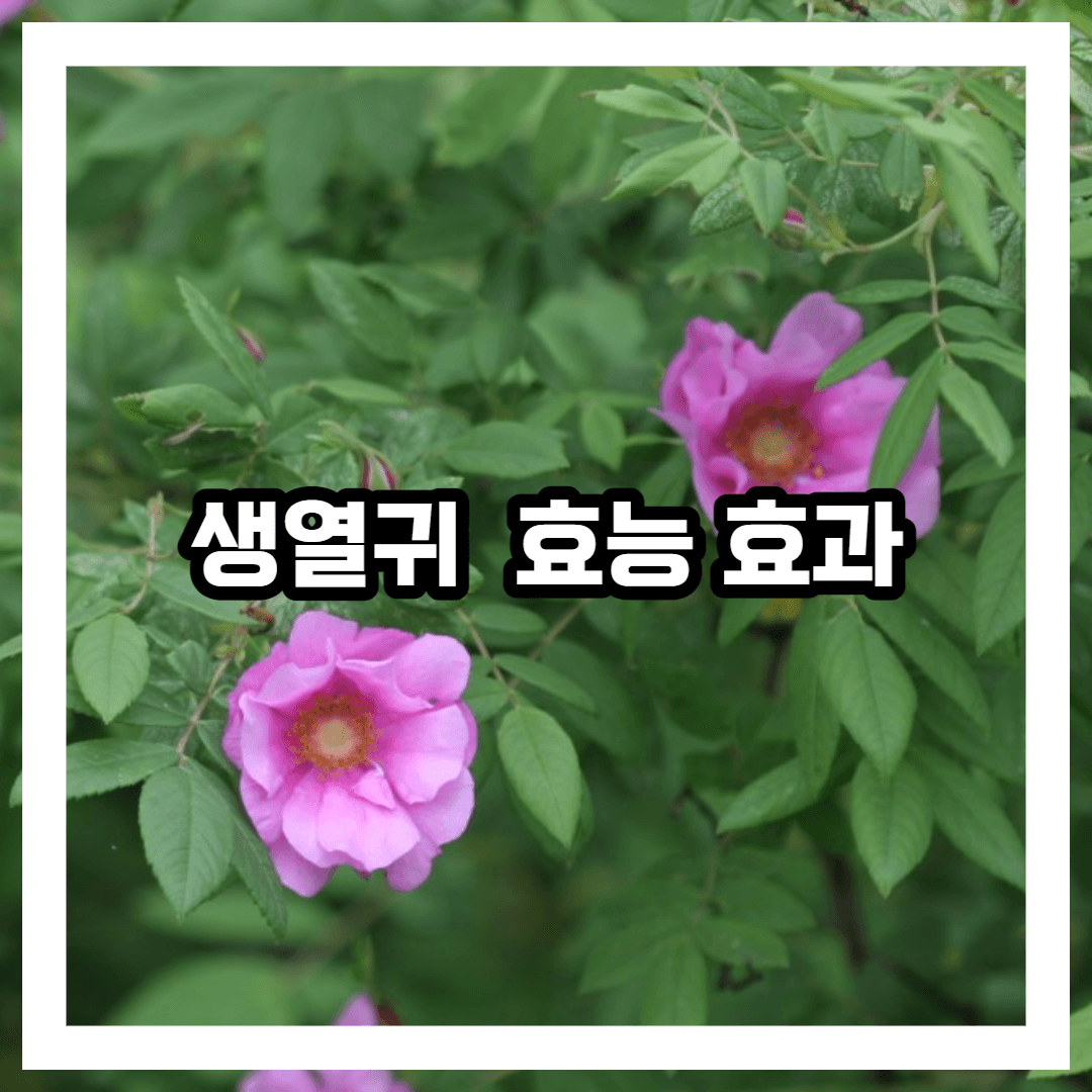 생열귀 생김새 특징 성분 채취법 효능 효과 먹는법 정리