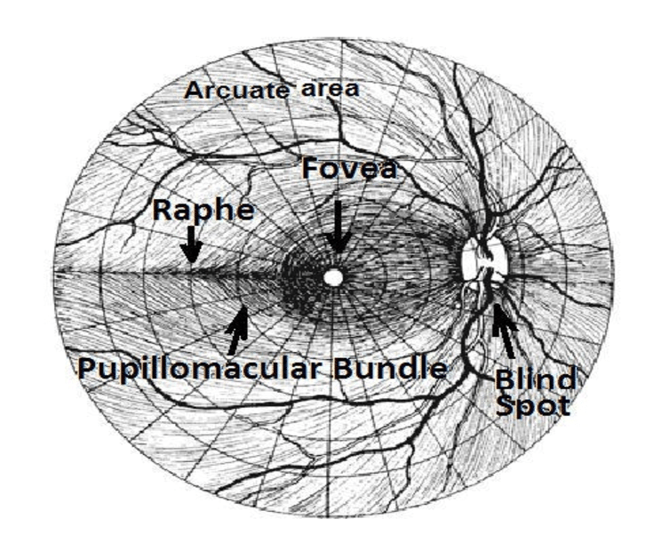 녹내장 망막신경섬유층 RNFL, Retinal nerve fiber layer 구조 대사, 손상
