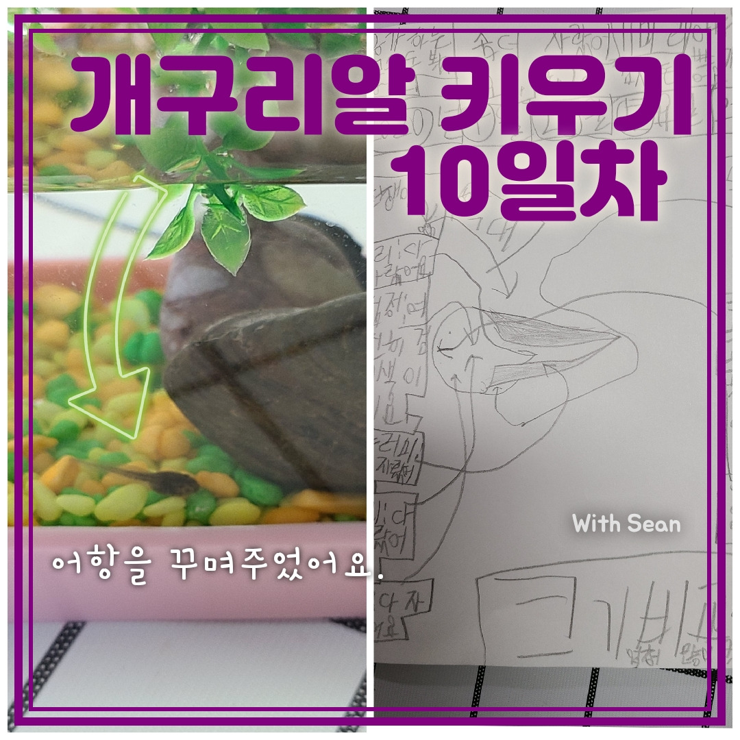 자연관찰 개구리알 키우기 10일차 어항을 꾸며줬어요