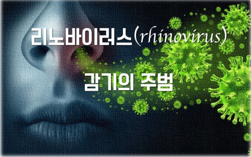 리노바이러스rhinovirus 감기의 주범 원인 특징 전염 경로 증상 격리 기간 치료와 예방 등 핵심 요약