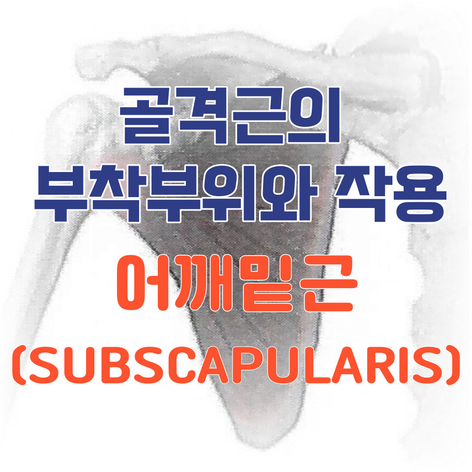 어깨밑근견갑하근 Subscapularis의 부착부위와 작용 건강한 생활