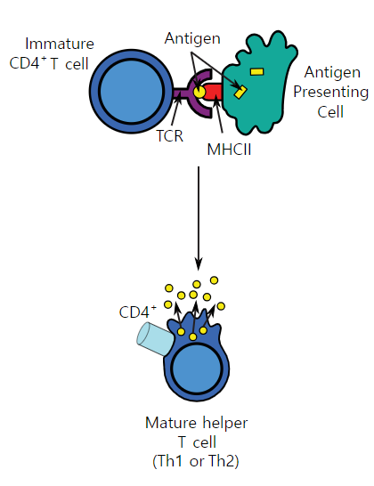 "CD4 T 세포의 역할, MHC Class II와의 상호작용으로 병원체 대응 및 항체 생성 조율"