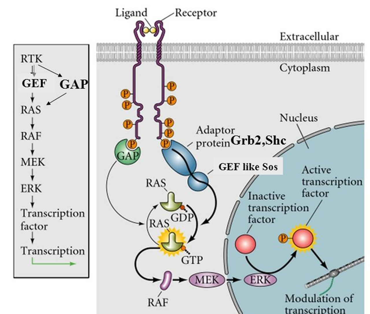[세포생물학] 7.3 : RTK(receptor tyrosine kinase) - Ras-MAPK pathway, PI3K ...