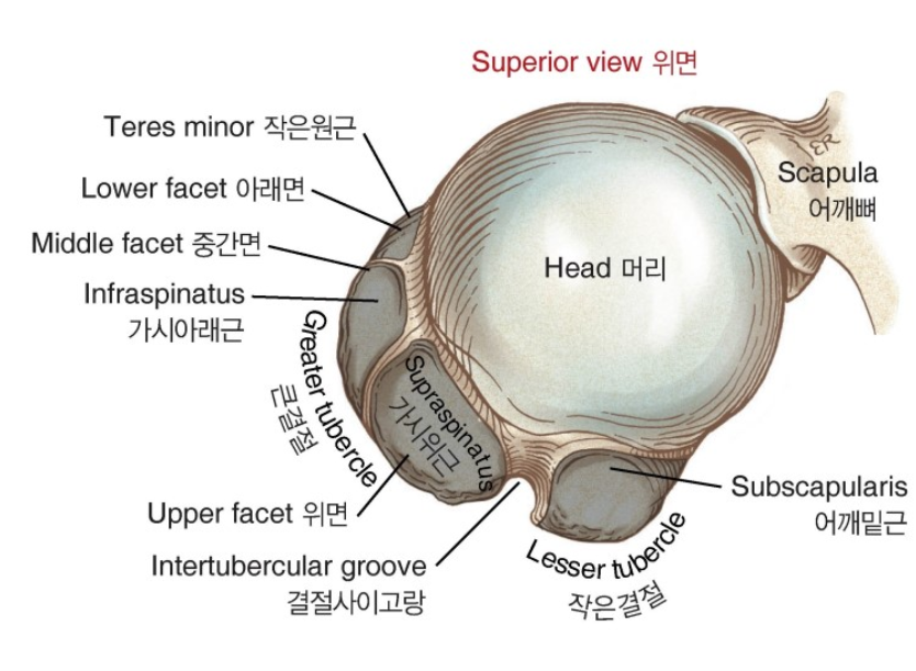 어깨복합체의 골학