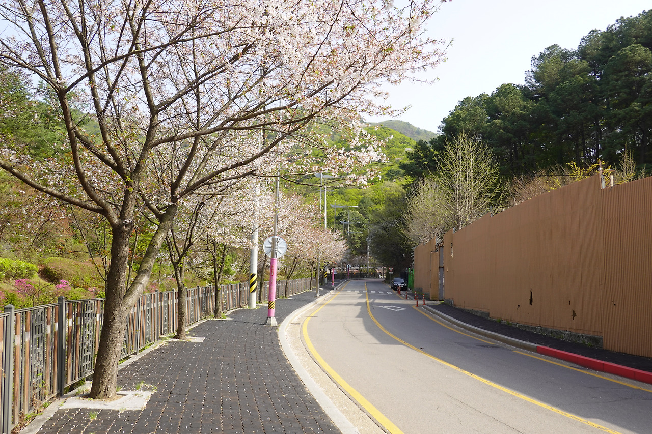 [20230410]안양9동 병목안시민공원 벚꽃구경 맛집이네요