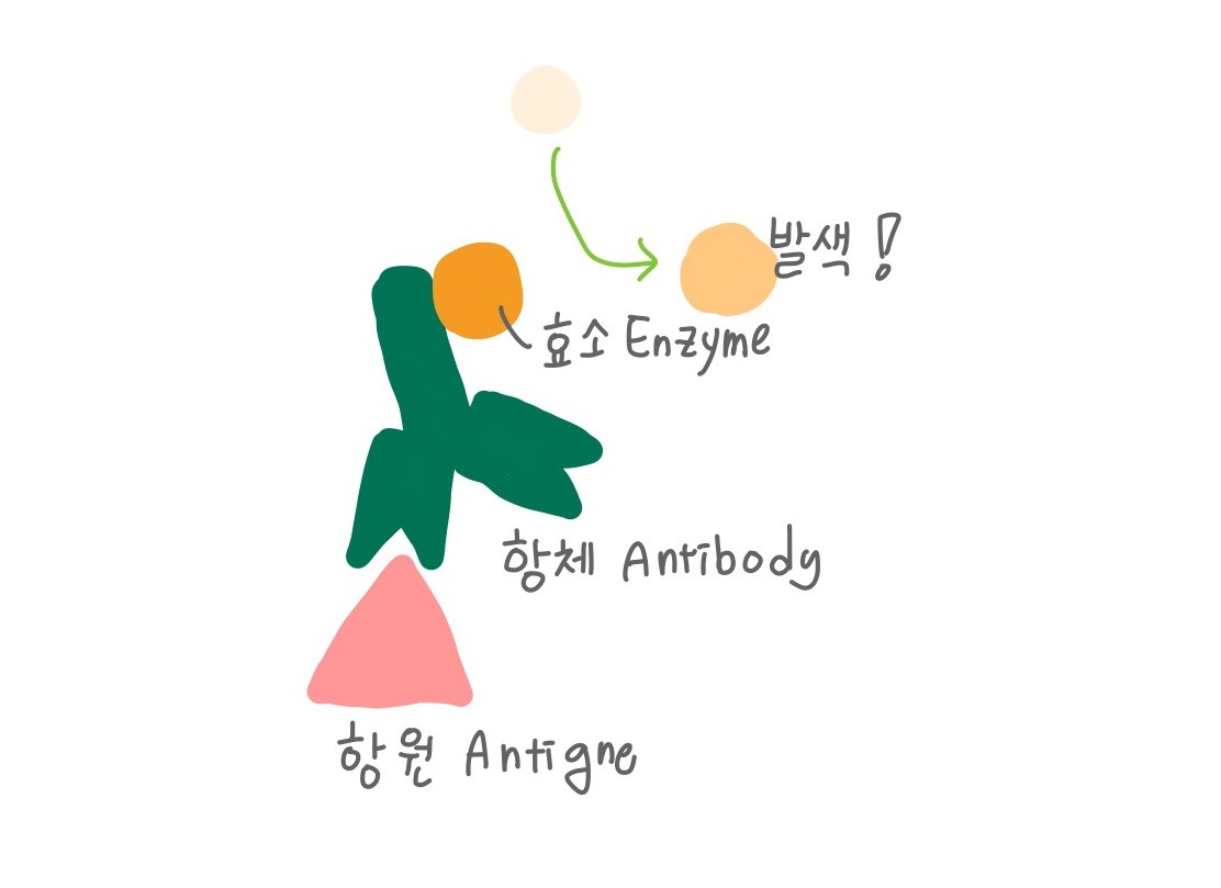 효소 결합 면역 흡착 분석elisaenzyme Linked Immunosorbent Assay 원리 프로토콜 하는 이유