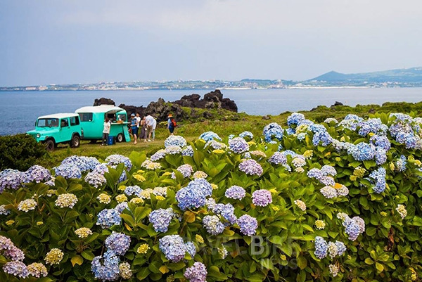 제주도 비행기표 싸게 사는법 총정리 땡처리 항공권 And 가격비교 꿀팁