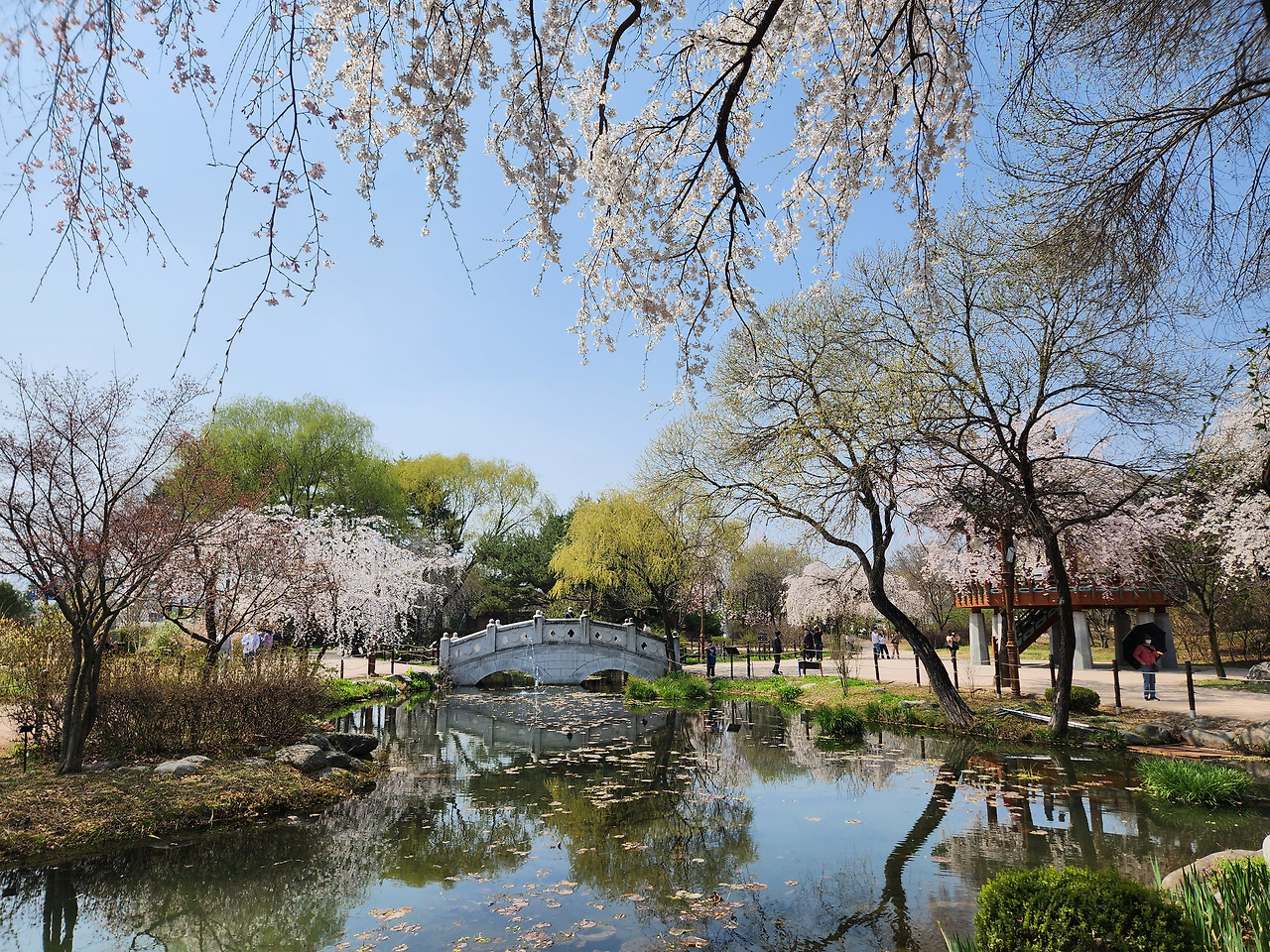 춘천 벚꽃 명소 베스트 10 부귀리공지천수자원공사한림대 에리트아파트강원도립화목원석사천우두동 뚝방길카페 파머스가든