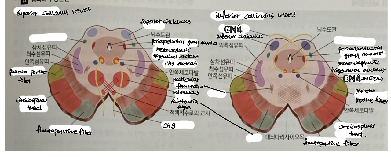 뇌줄기 해부학 및 기능 Brainstem Anatomy And Function