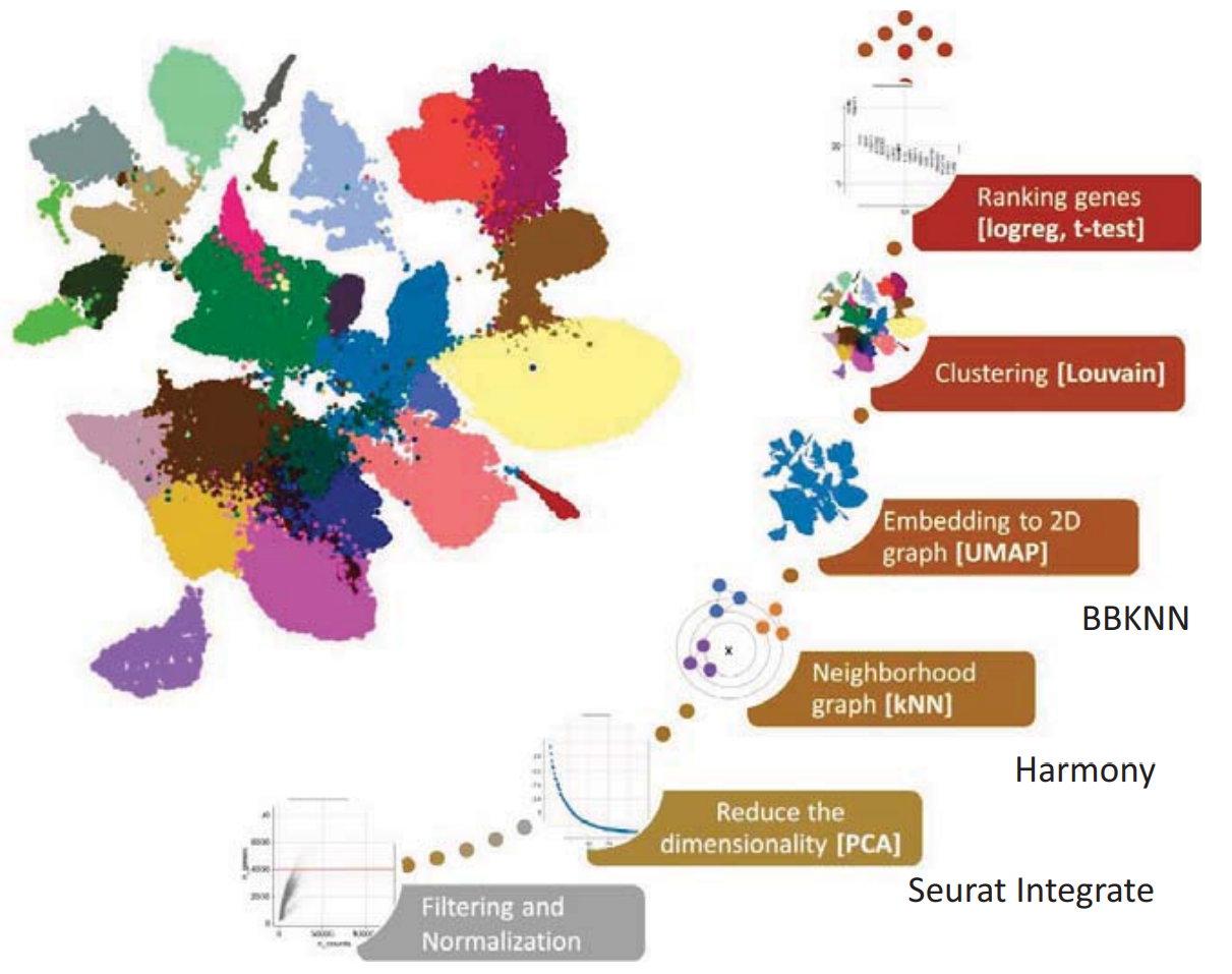 Single Cell Analysis Best Practice 정리해보기