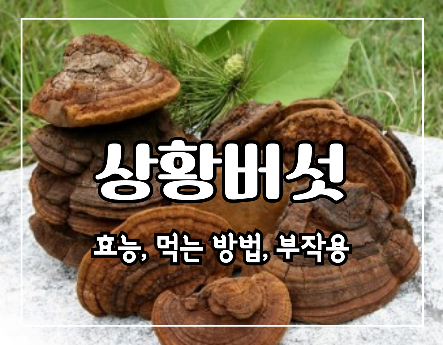 상황버섯 효능 10가지 및 먹는 방법 및 주의할 점