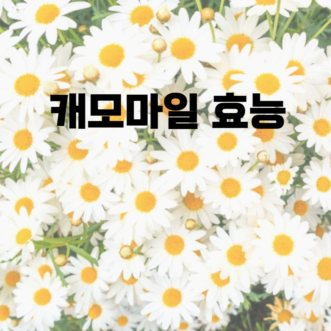 캐모마일 효능 및 부작용