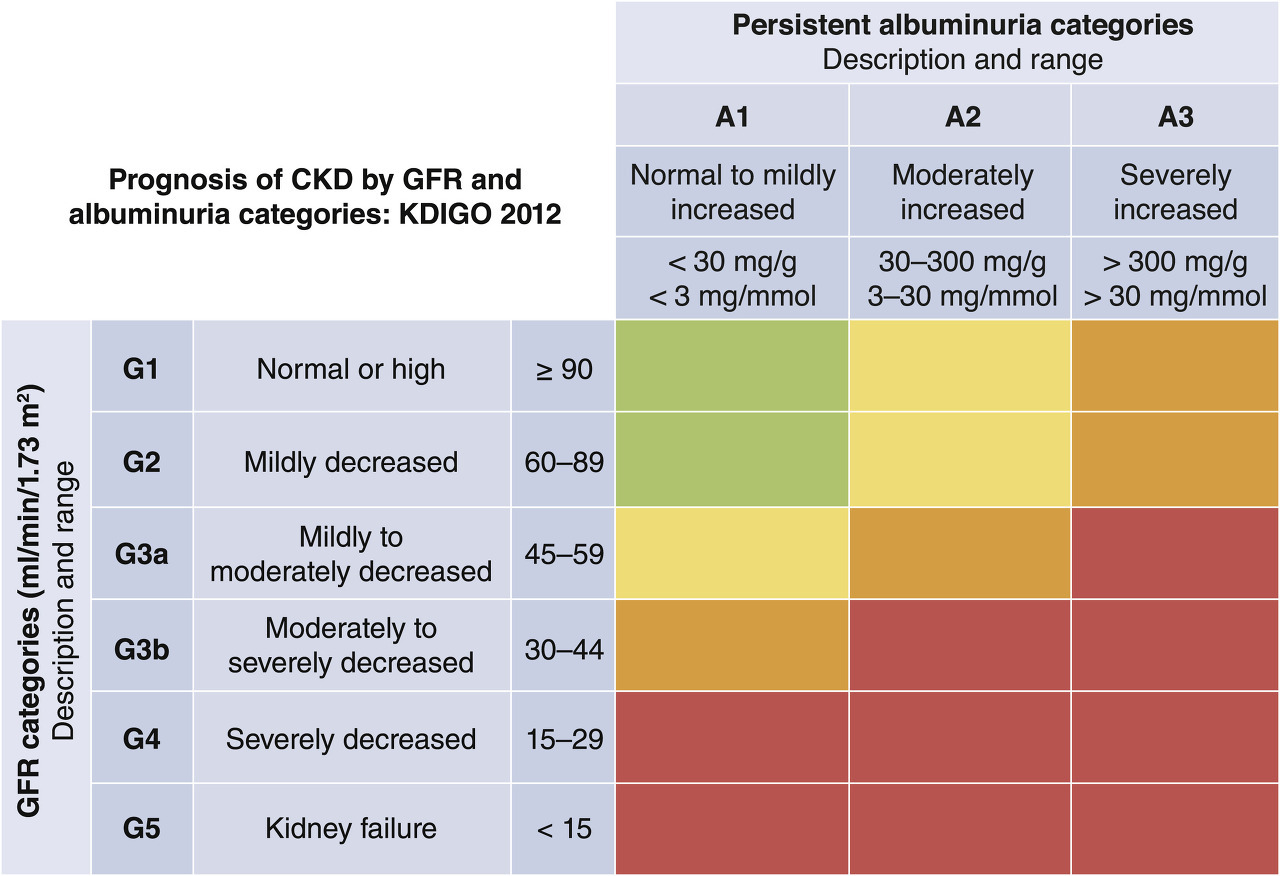 Albumin to Creatinine ratio (ACR) 계산기 ; 단위변환 가능