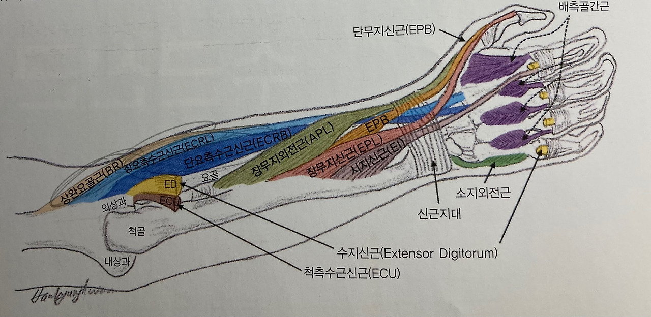 24. 전완과 손가락 신전근(Hand & finger extensors)